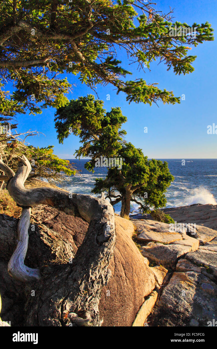 Schoodic Point, Schoodic Peninsula, Acadia National Park, Maine, USA ...