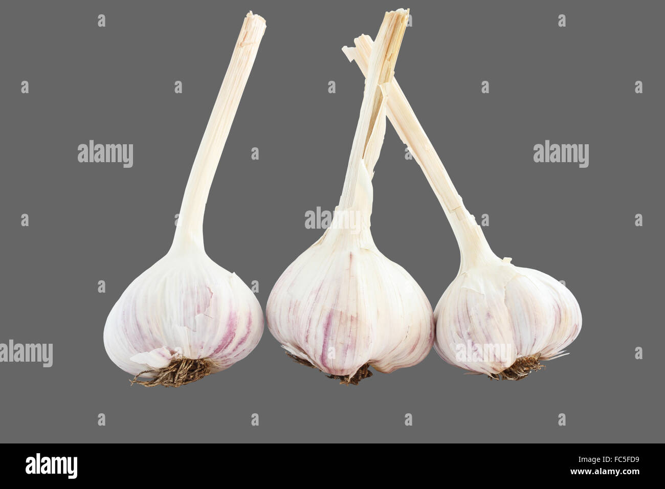 Three big garlic heads isolated on gray background Stock Photo - Alamy