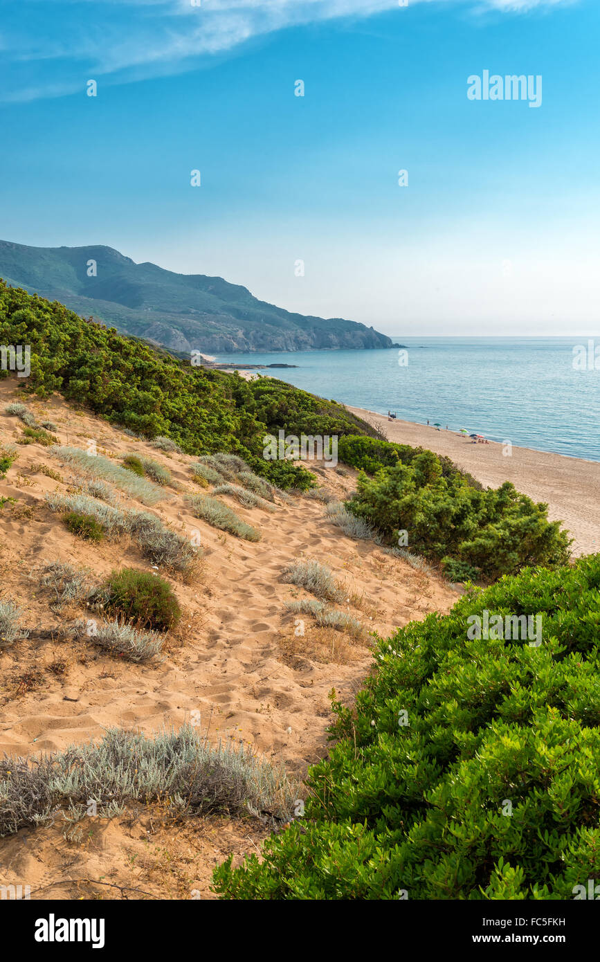 Shrub coppice dune hi-res stock photography and images - Alamy