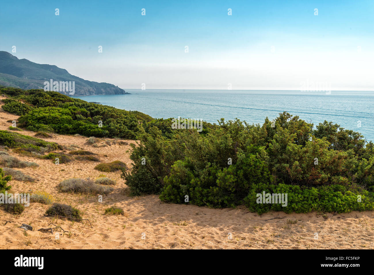 Shrub coppice dune hi-res stock photography and images - Alamy