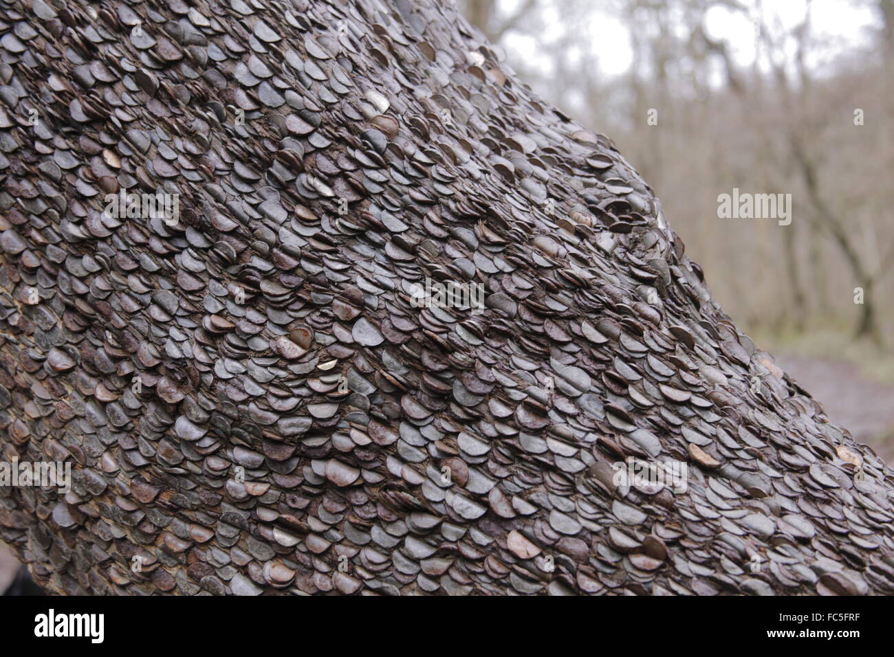 A Money Tree In Ingleton, Yorkshire Dales, UK Stock Photo - Alamy