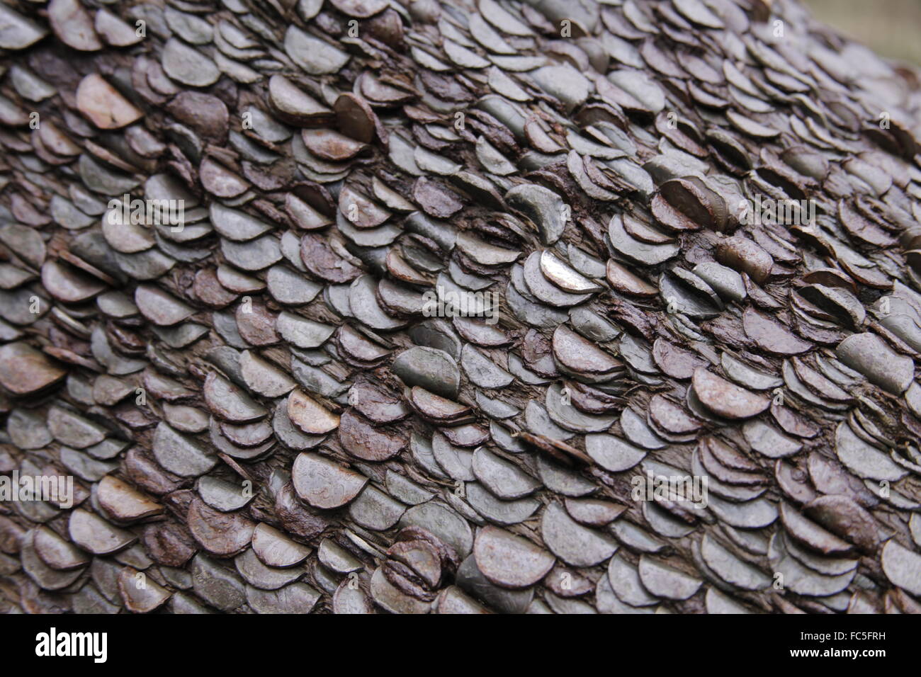 A Money Tree In Ingleton, Yorkshire Dales, UK Stock Photo - Alamy