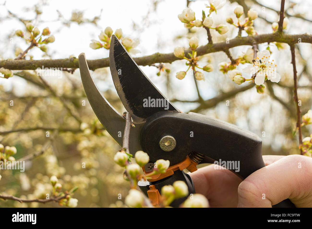 Pruning fruit trees hi-res stock photography and images - Alamy