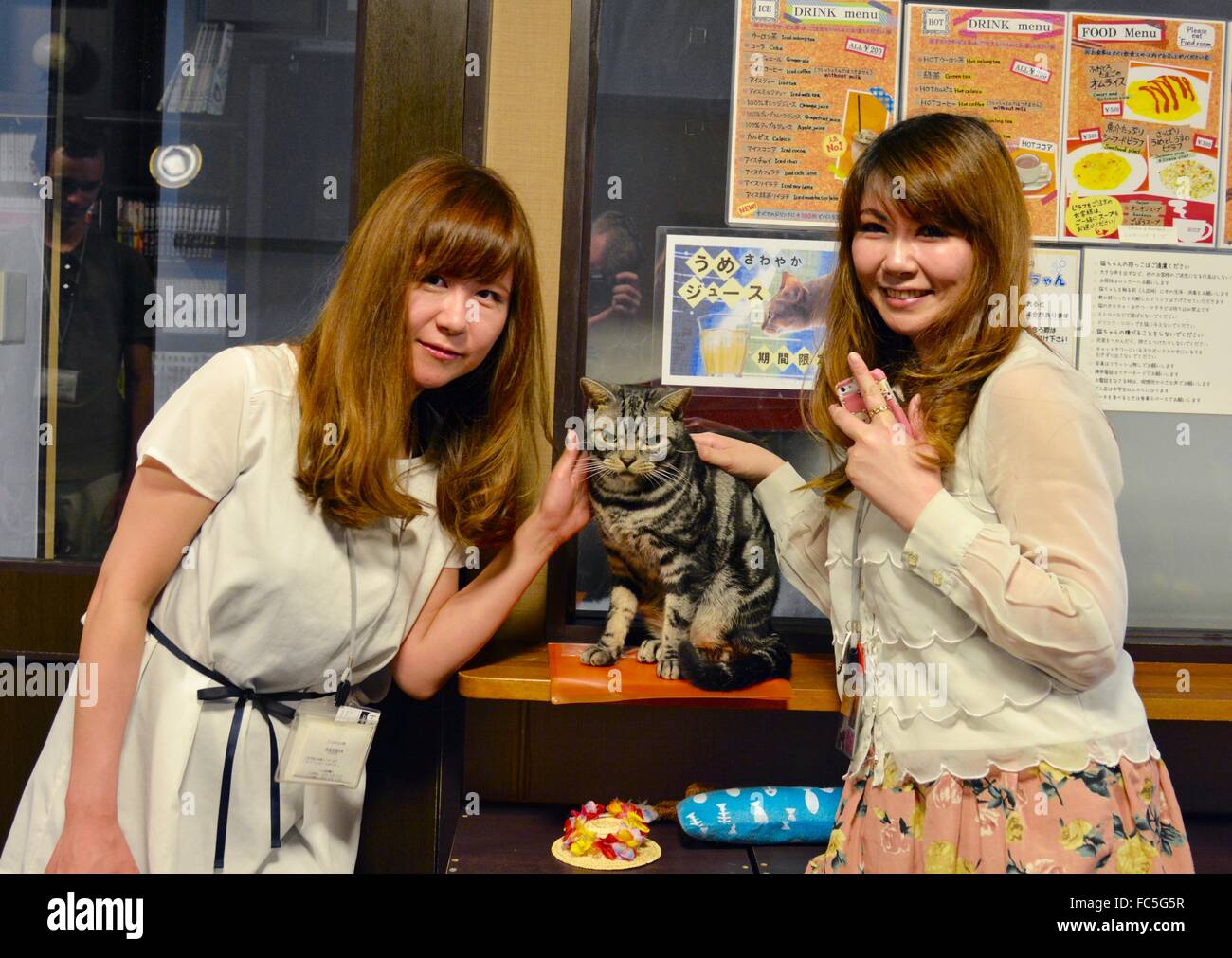 Cat cafe Tokyo Stock Photo - Alamy