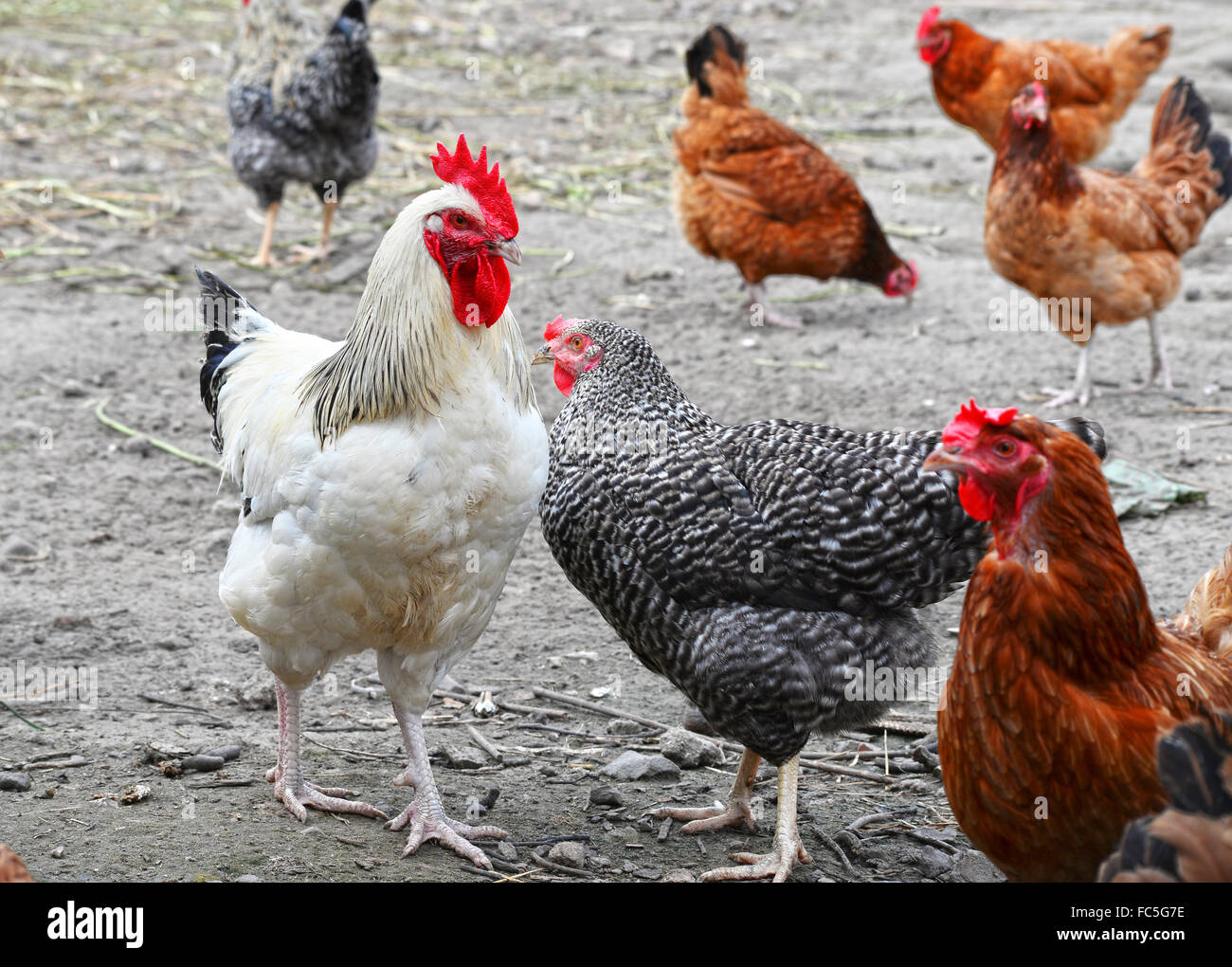 Chickens on traditional free range poultry farm Stock Photo - Alamy