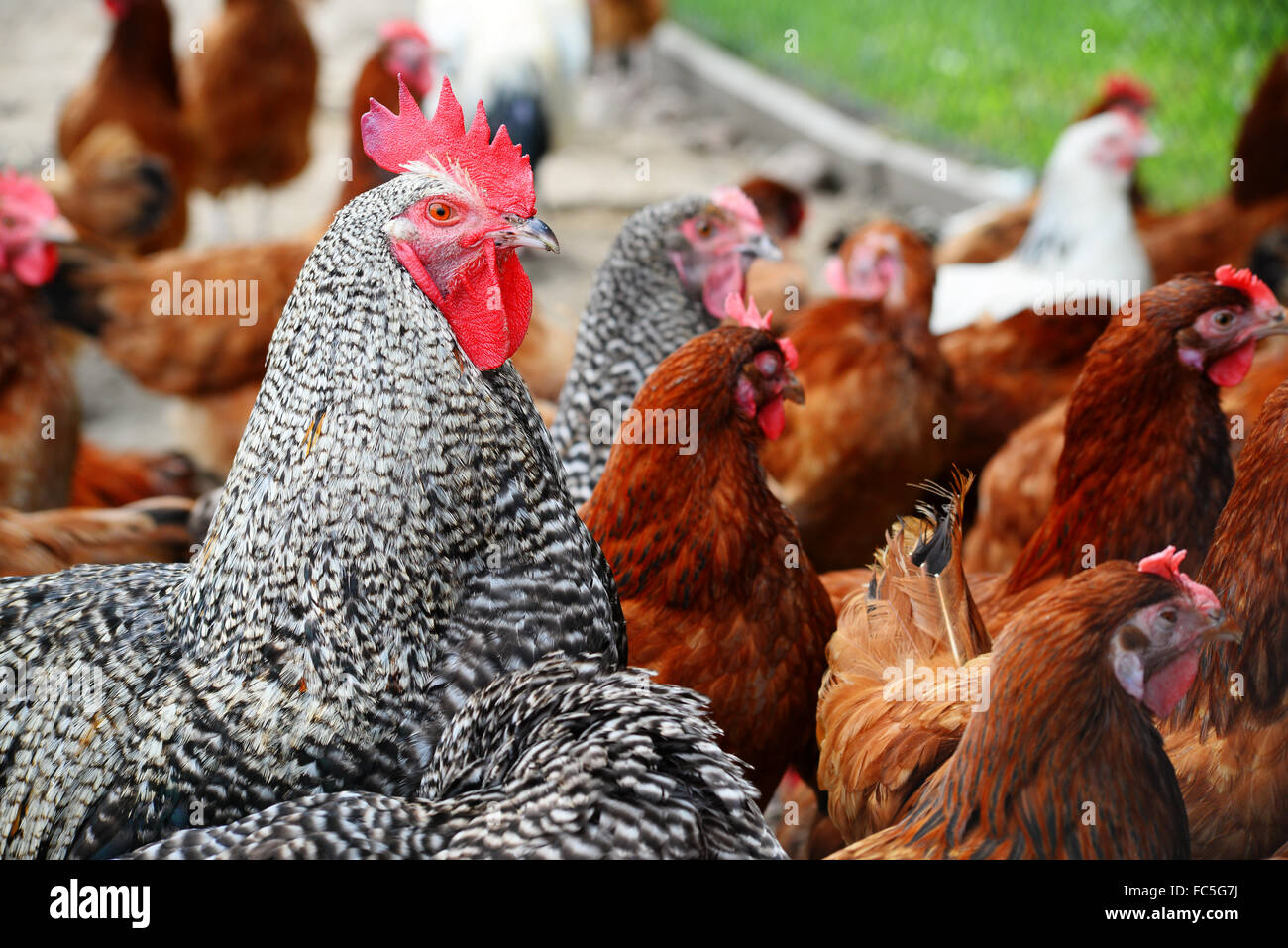 Chickens on traditional free range poultry farm Stock Photo - Alamy