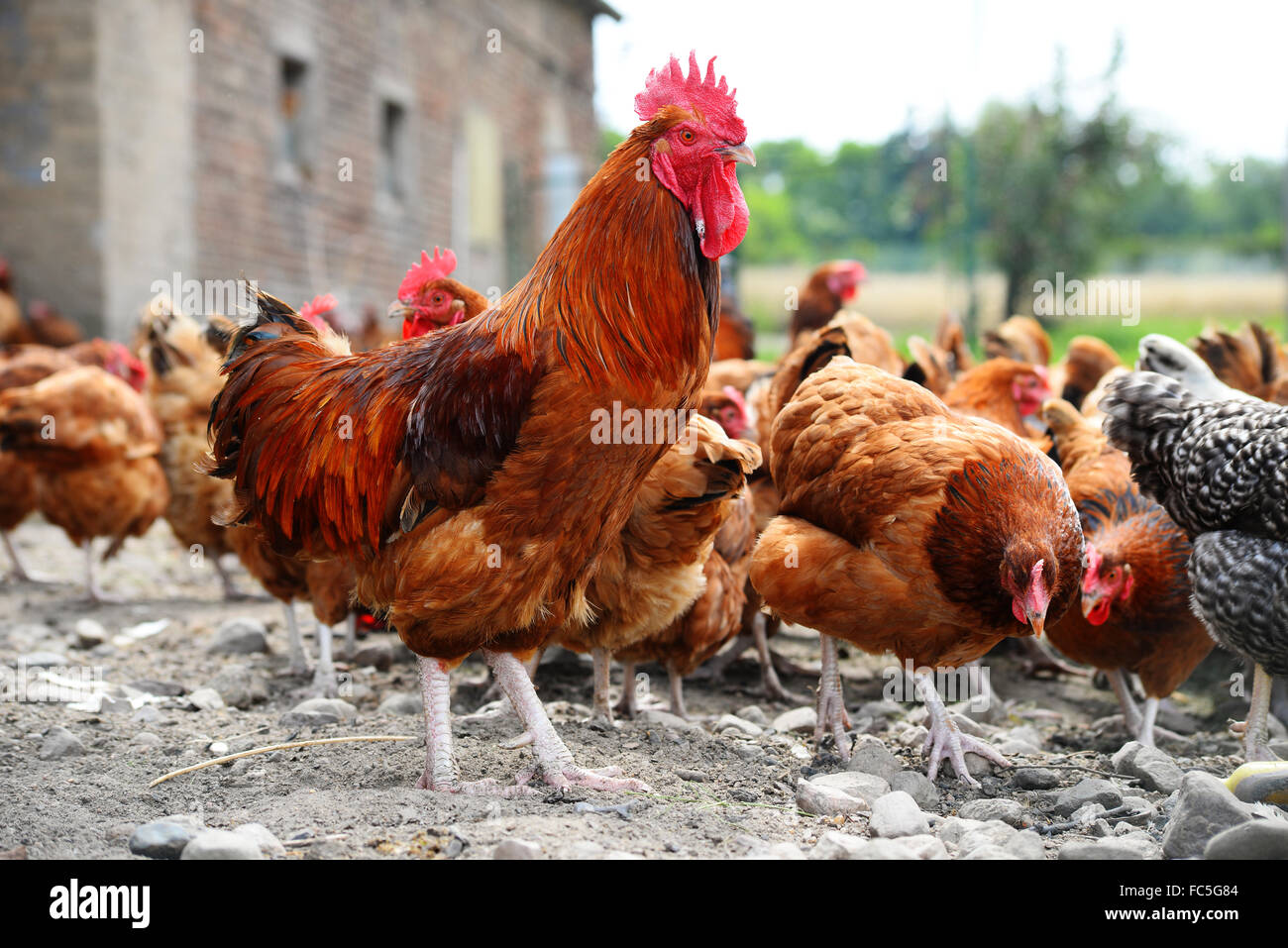 Chickens on traditional free range poultry farm Stock Photo - Alamy