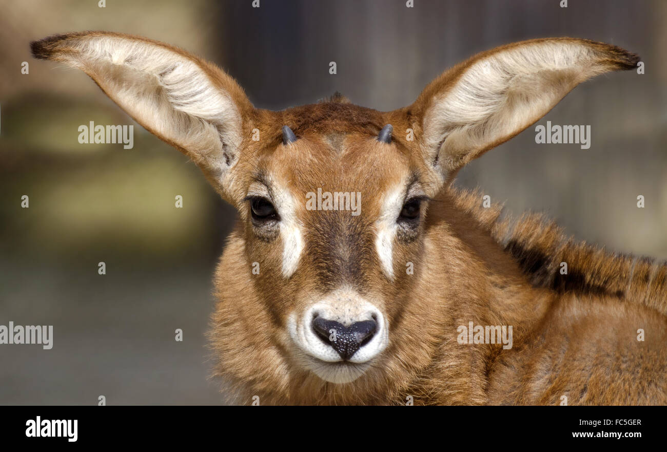 head of a foal of a roan antelope Stock Photo - Alamy