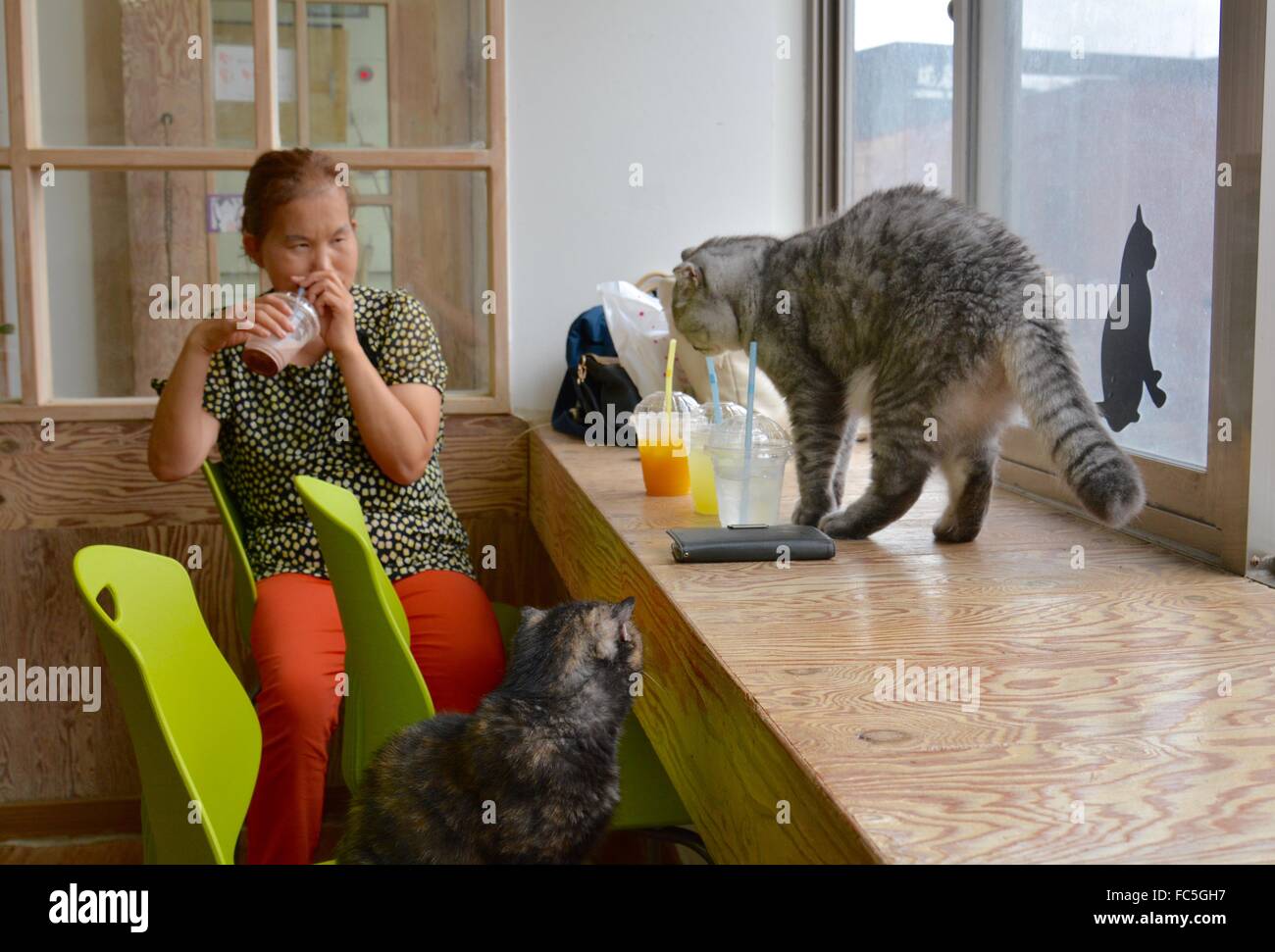 Busan Cat Cafe Stock Photo - Alamy
