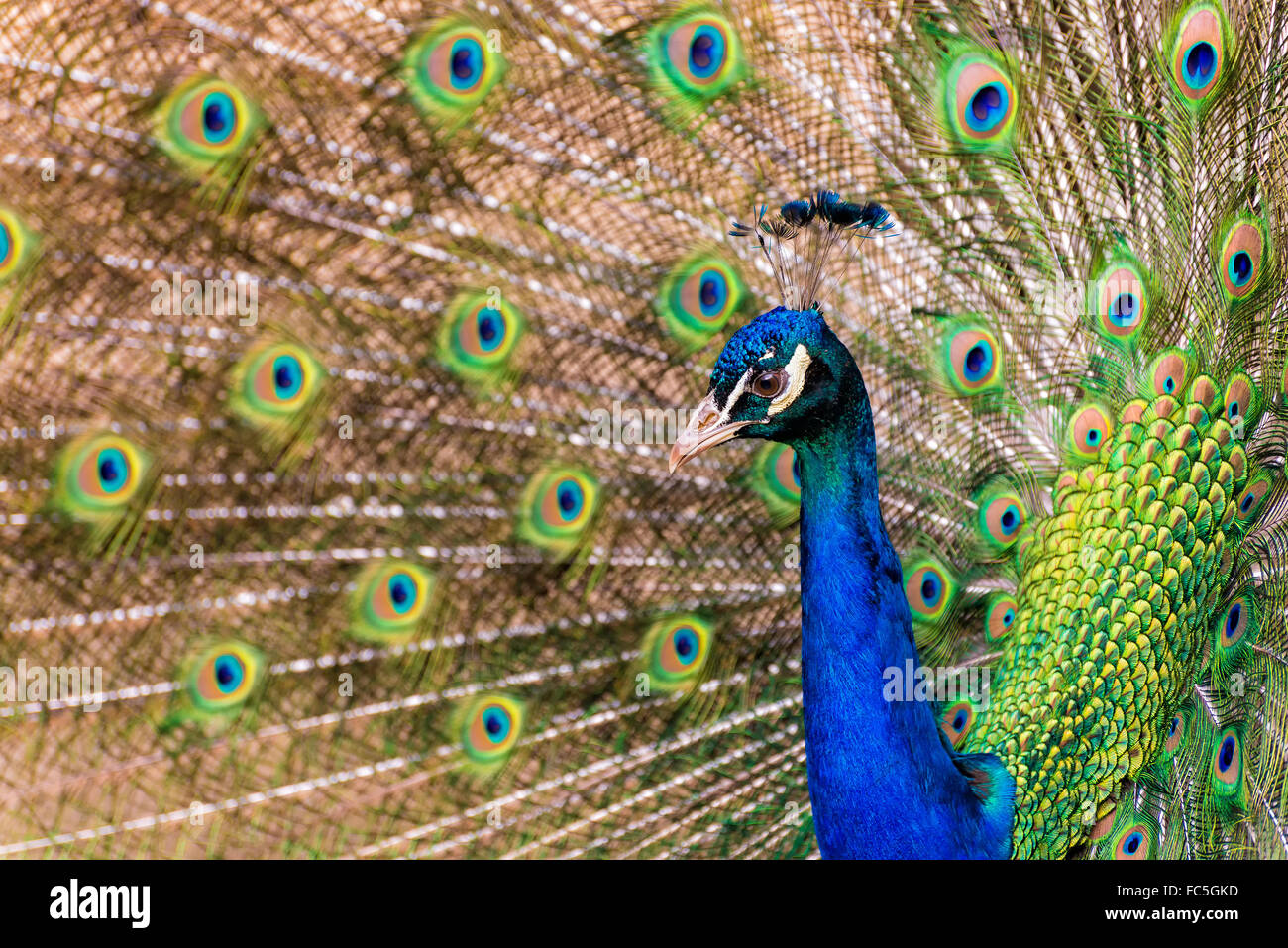 Peacock range hi-res stock photography and images - Alamy