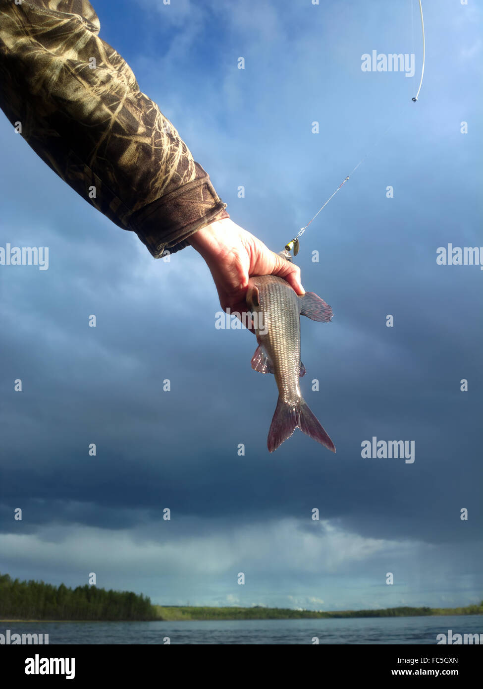 grayling fishing Northern fish Stock Photo - Alamy
