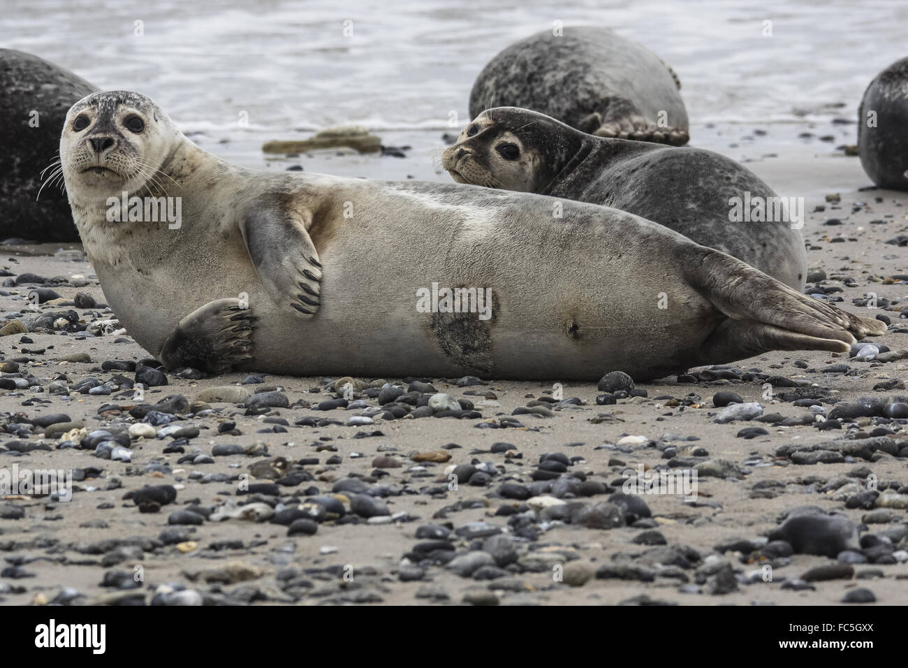 Curiosity hi-res stock photography and images - Alamy