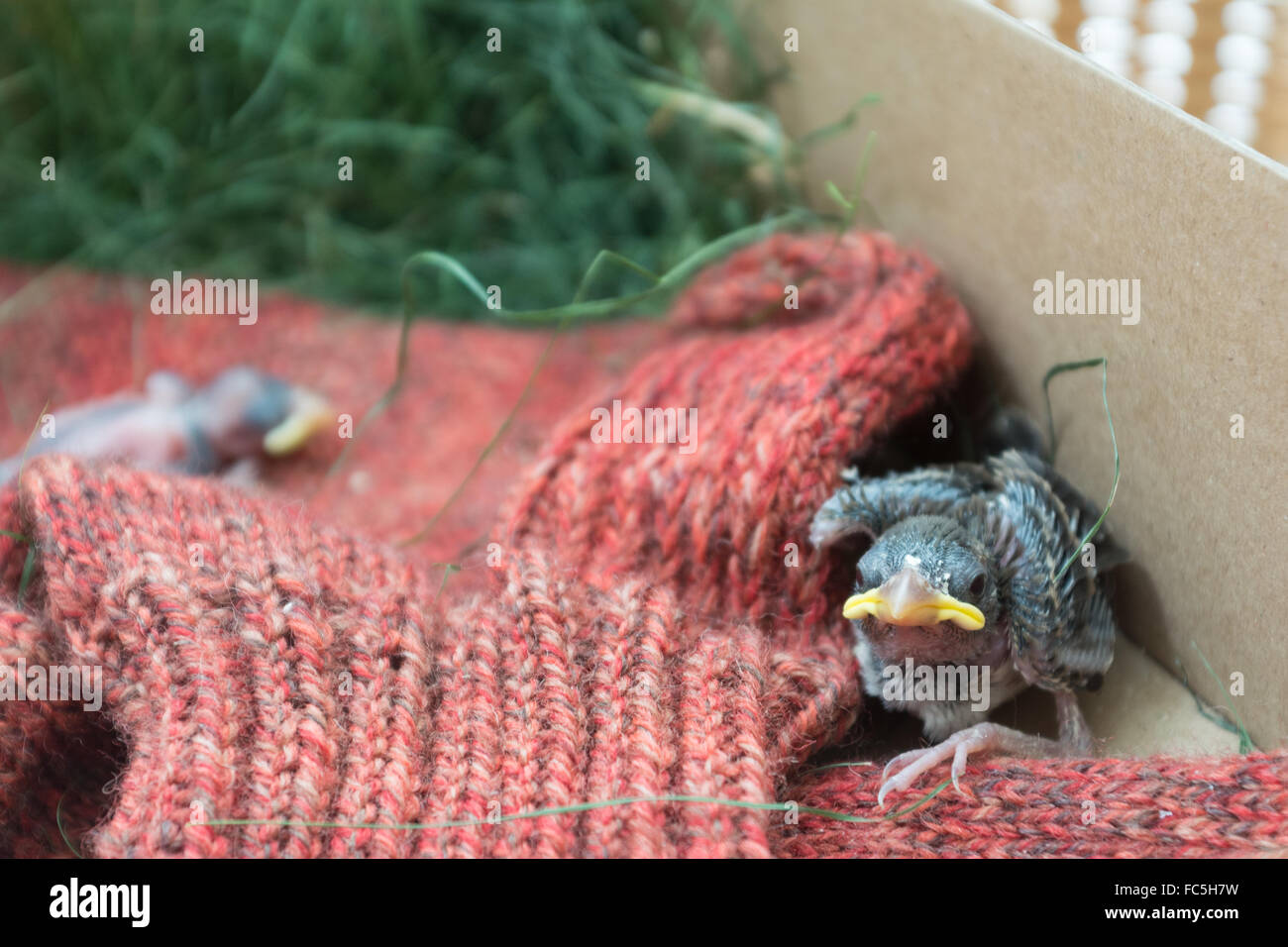 Newly hatched sparrow hi-res stock photography and images - Alamy