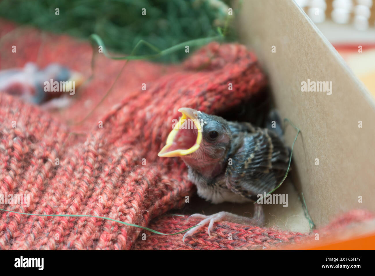 young sparrow fledges Stock Photo - Alamy