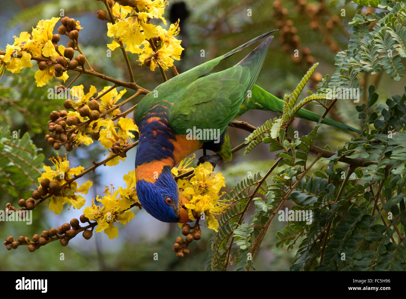 Red-collared Lorikeet (Trichoglossus rubritorquis) feeding on nectar in ...