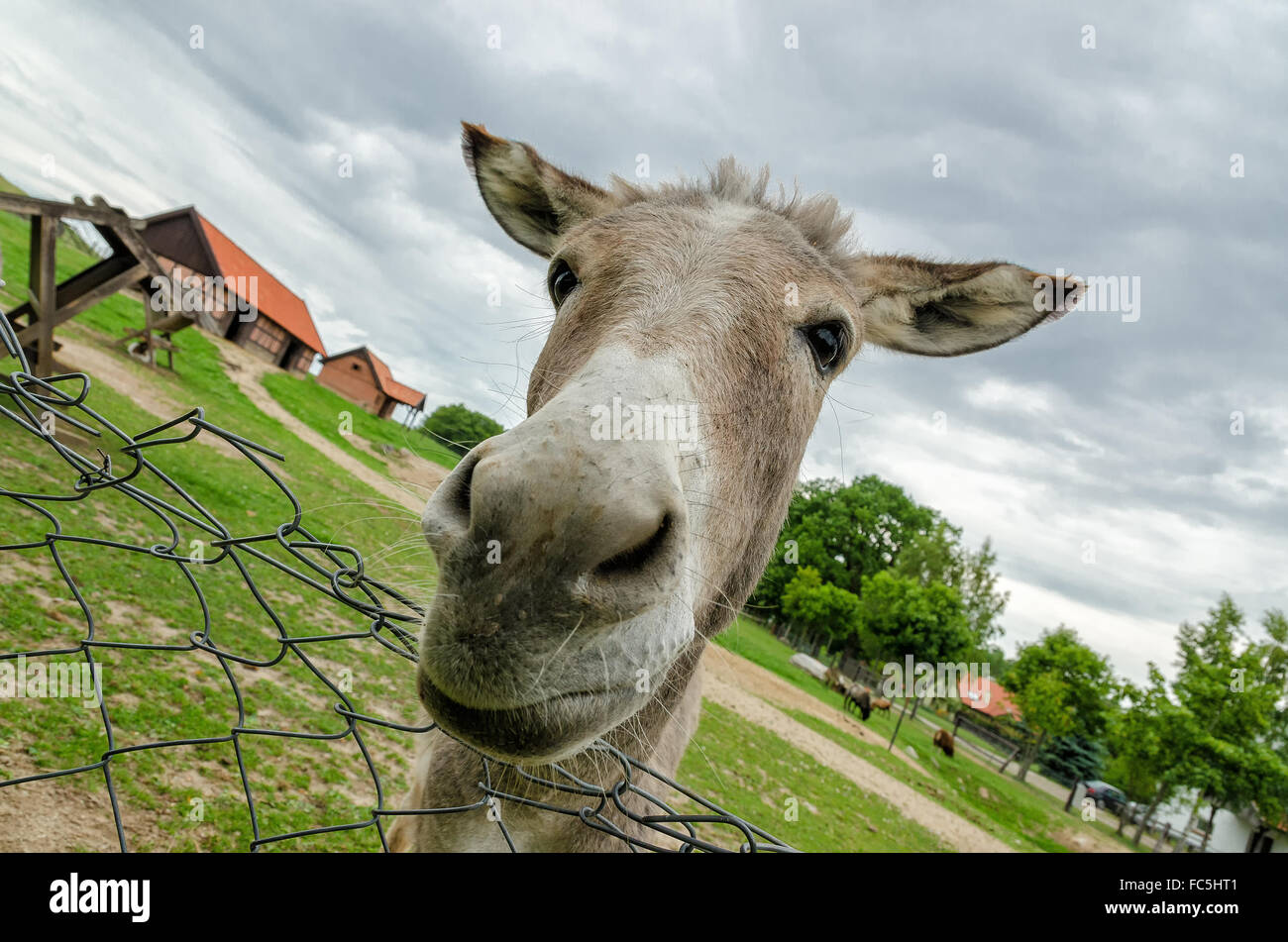 Donkey skin hi-res stock photography and images - Alamy