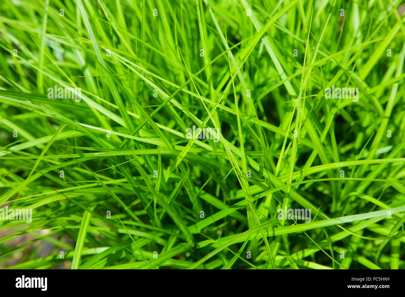 Grass background perspective hi-res stock photography and images - Alamy