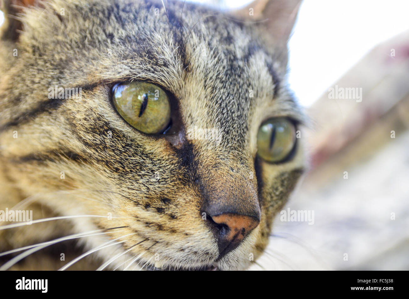 cat portrait original Stock Photo - Alamy