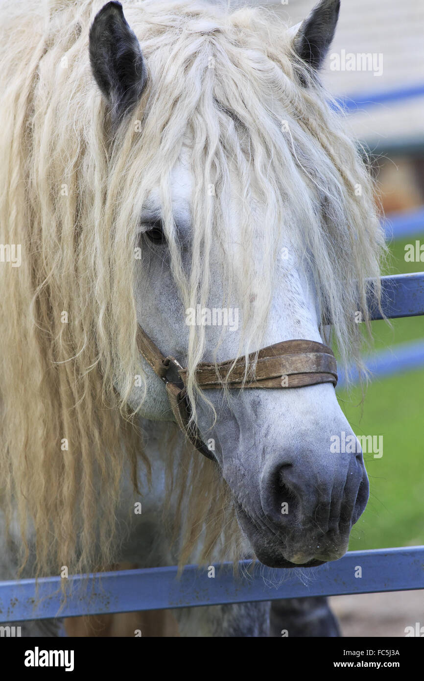 Beautiful stallion gray suit breed Percheron Stock Photo - Alamy
