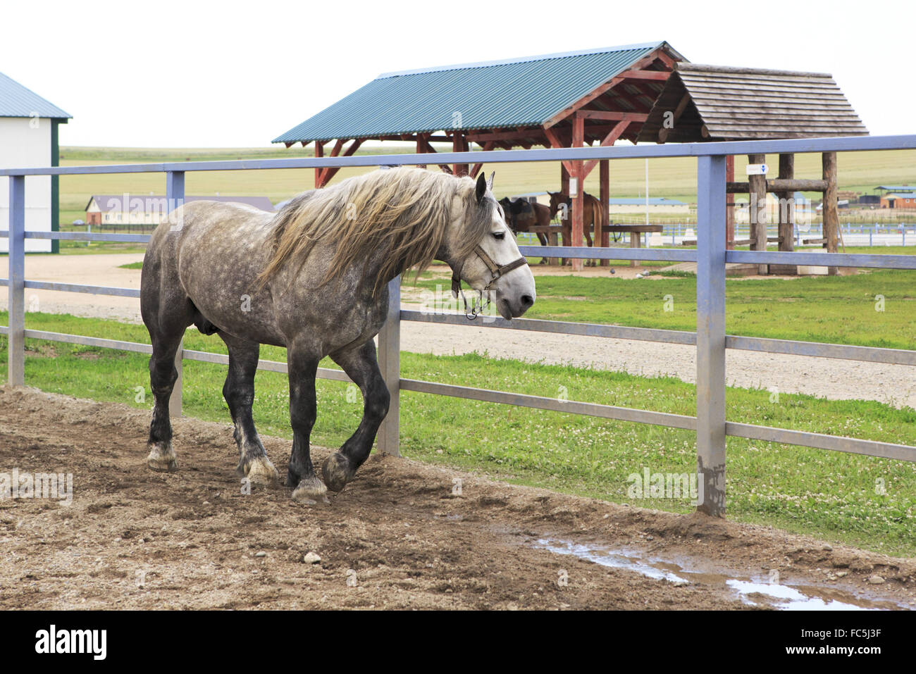 Beautiful stallion gray suit breed Percheron Stock Photo - Alamy