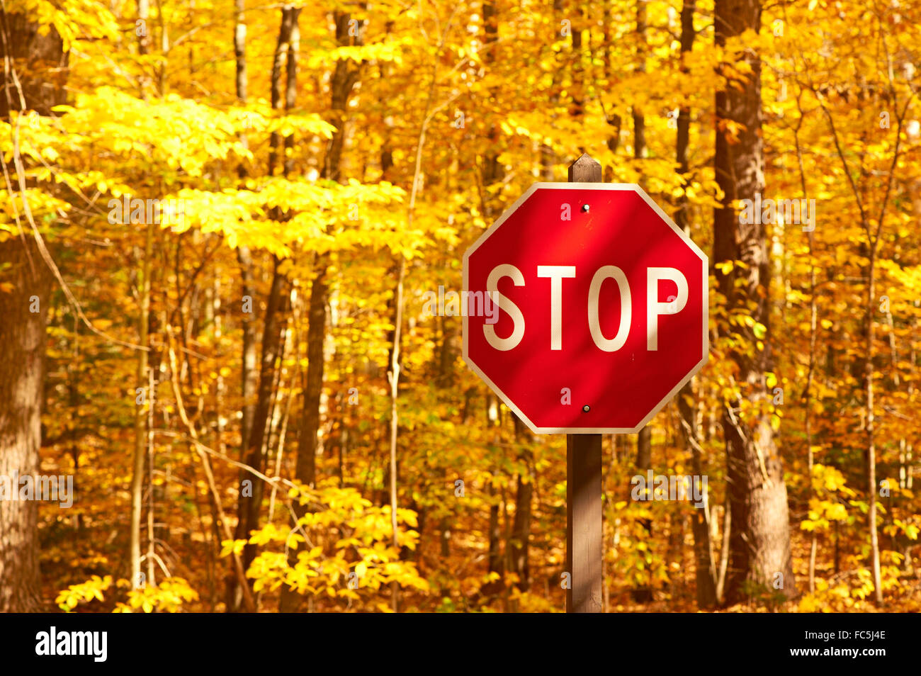 Autumn scene with road and stop sign Stock Photo - Alamy