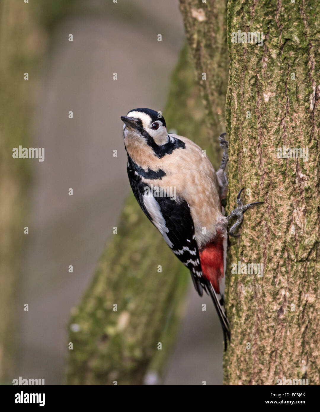 Great Spotted Woodpecker (Dendrocopos major Stock Photo - Alamy