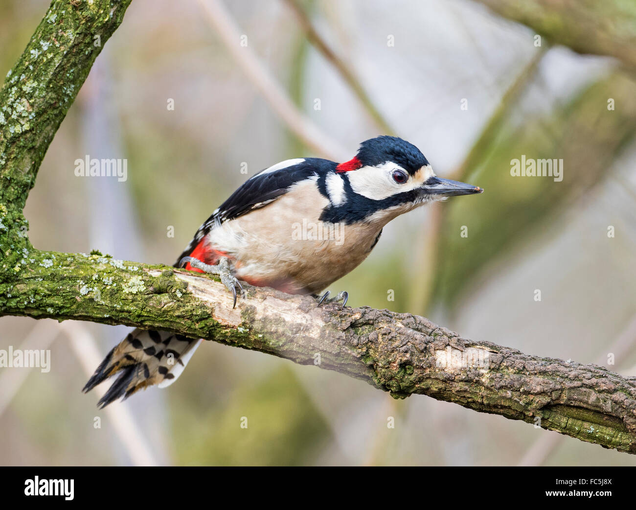 Great Spotted Woodpecker (Dendrocopos major Stock Photo - Alamy
