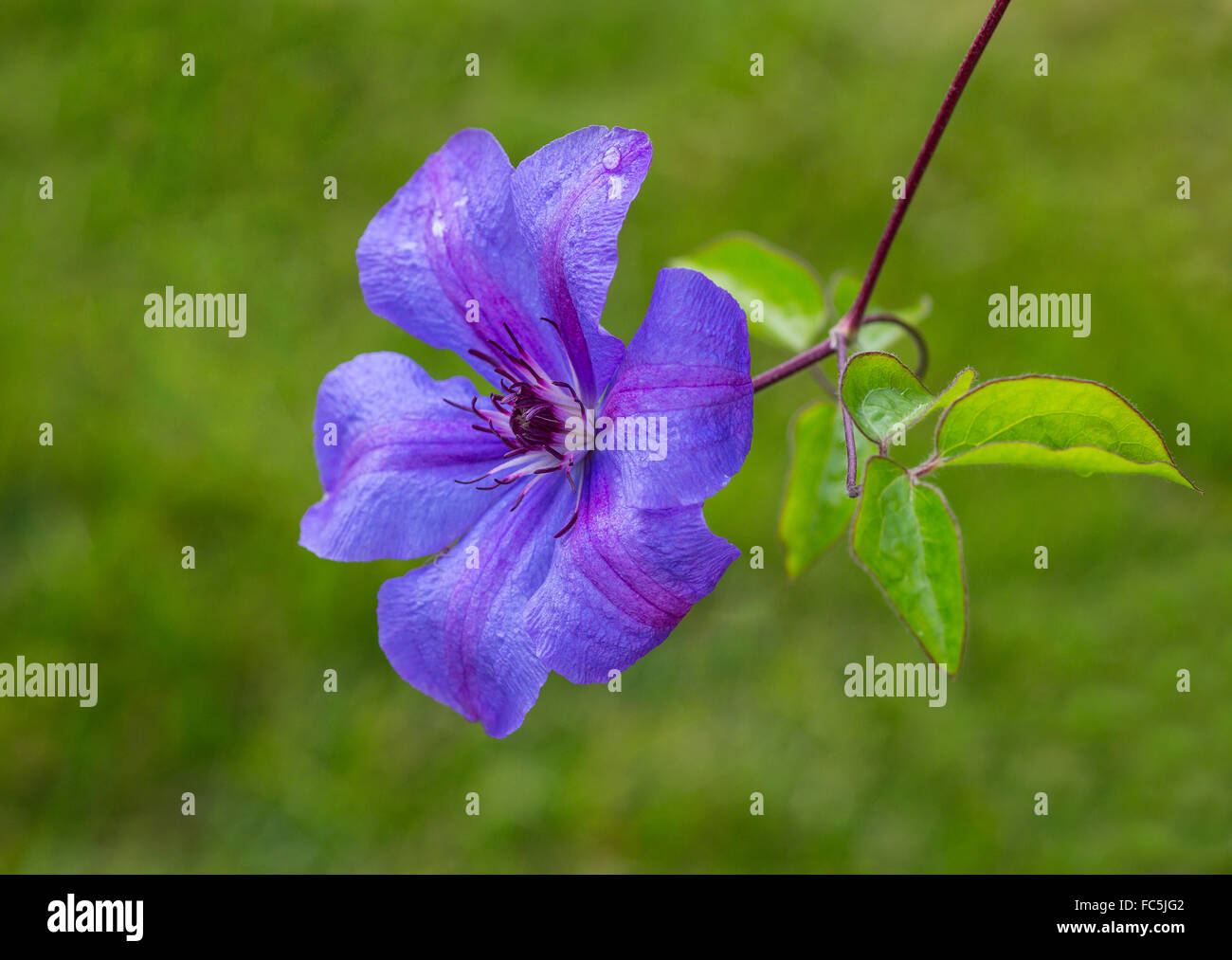 curly flowers. clematis Stock Photo - Alamy