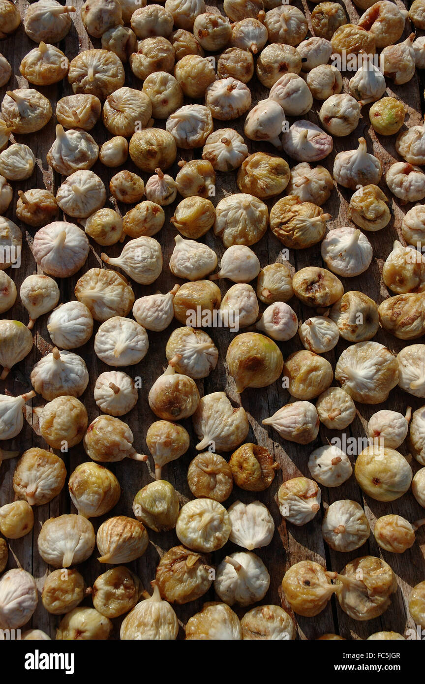 Drying figs in the sun is traditional way to preserve them for winter ...