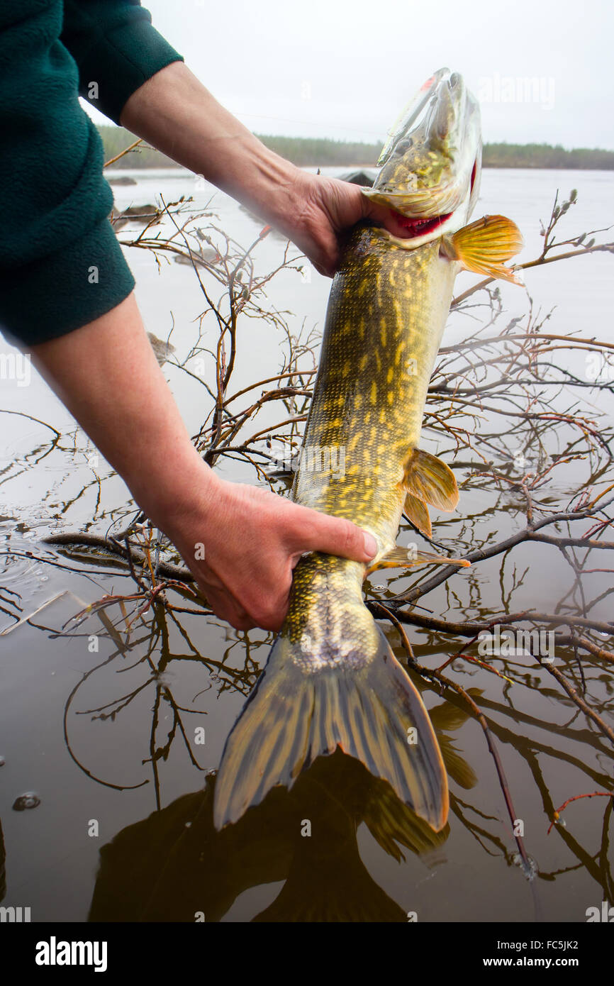 pike caught in the polar day Stock Photo - Alamy