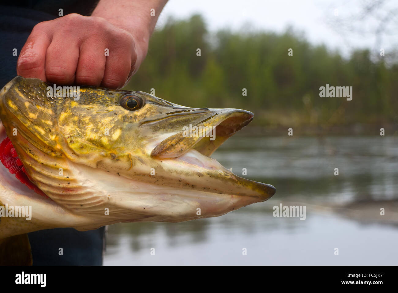 large pike in the shallows of rivers Stock Photo - Alamy