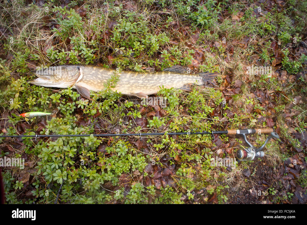 large trophy fishing pike fish Stock Photo - Alamy