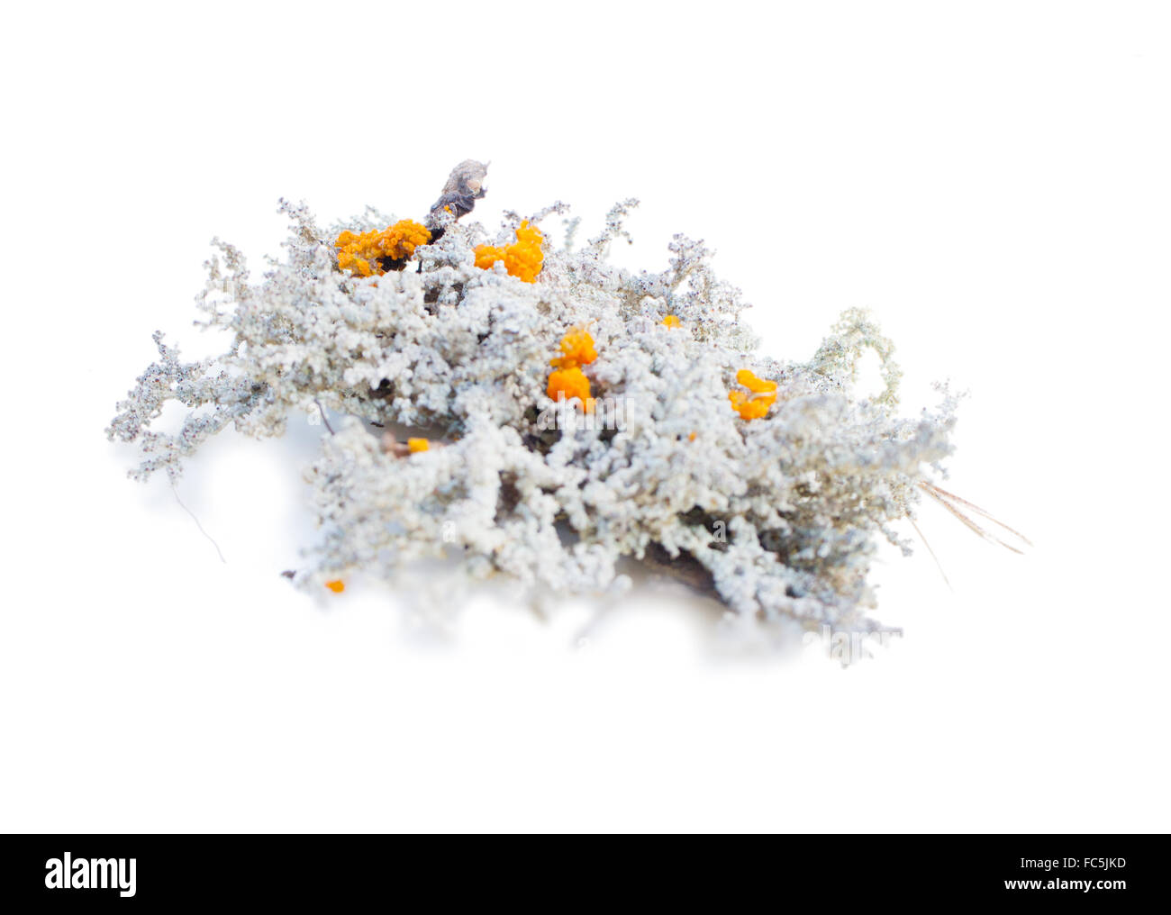 Mushroom lichen Cut Out Stock Images & Pictures - Alamy