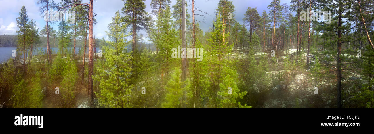 Norway forest Stock Photo - Alamy