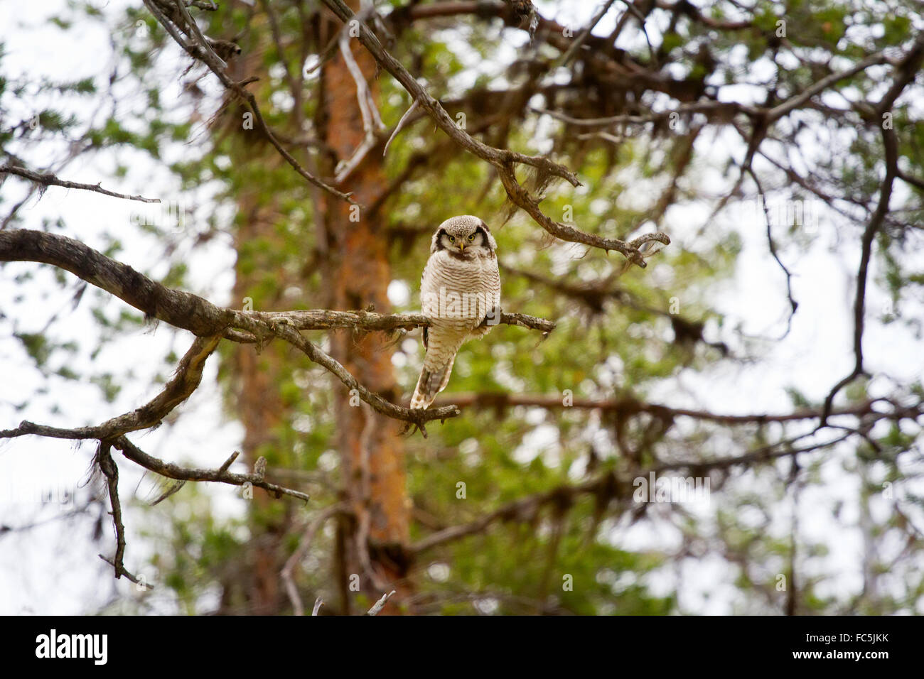 Hawk owl in taiga Stock Photo - Alamy