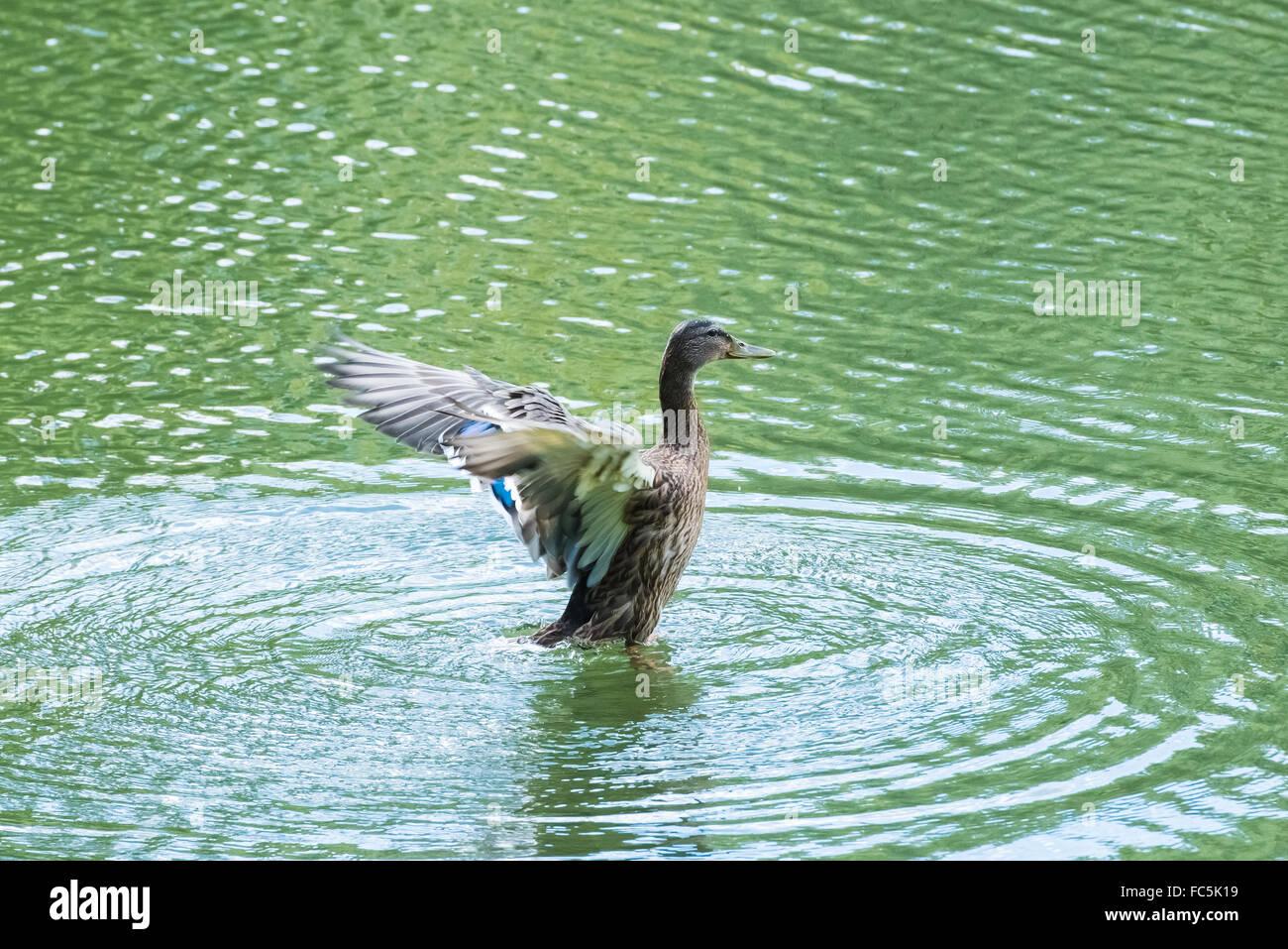 duck takes off Stock Photo - Alamy