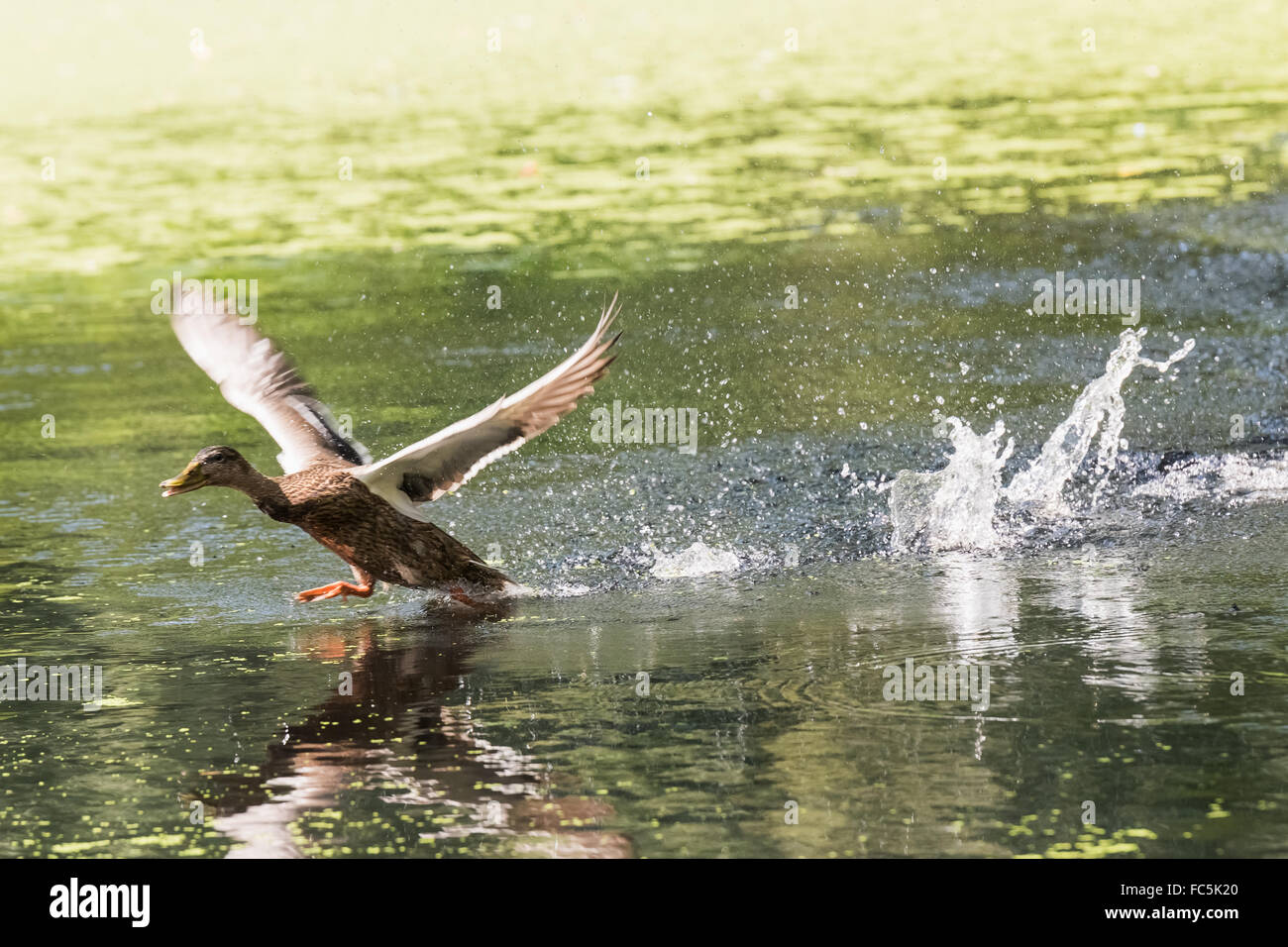 duck takes off Stock Photo - Alamy