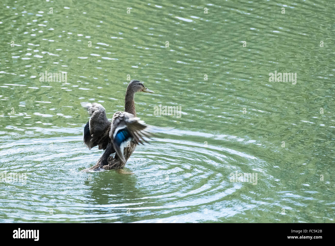 duck takes off Stock Photo - Alamy