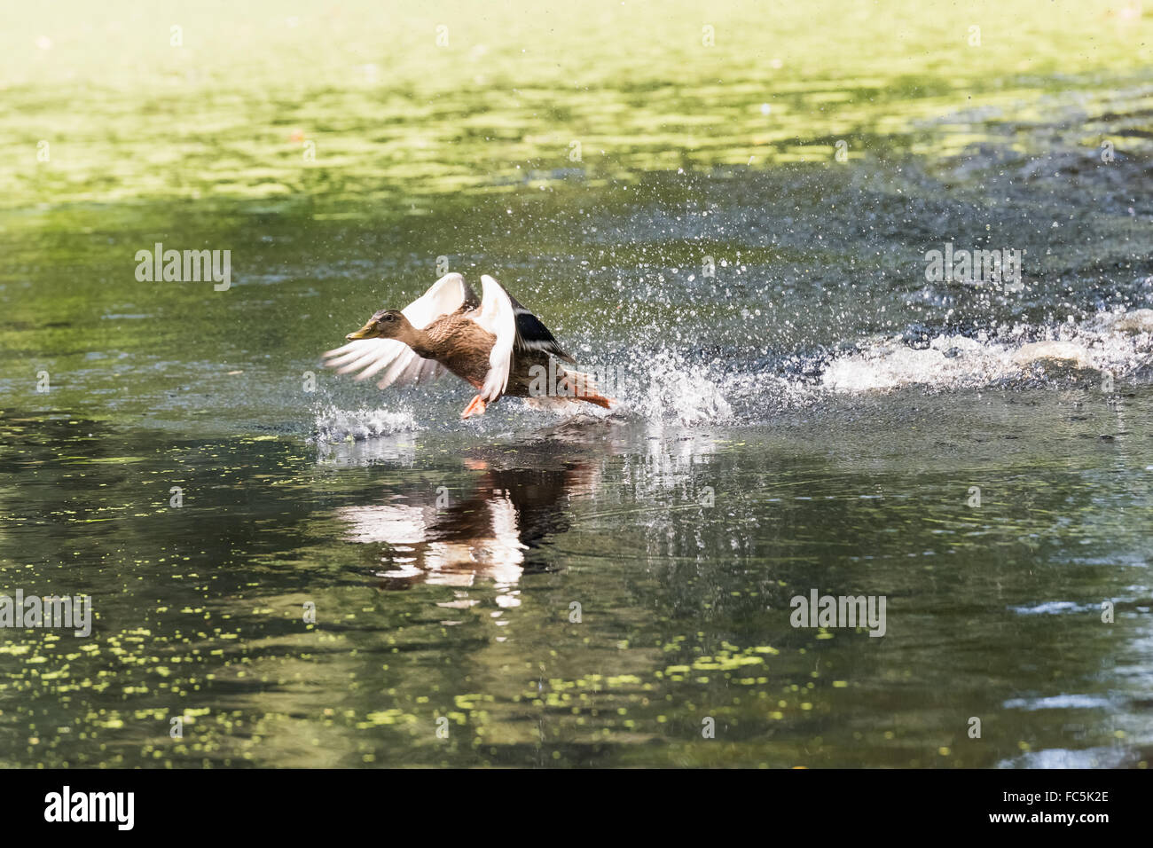 duck takes off Stock Photo - Alamy