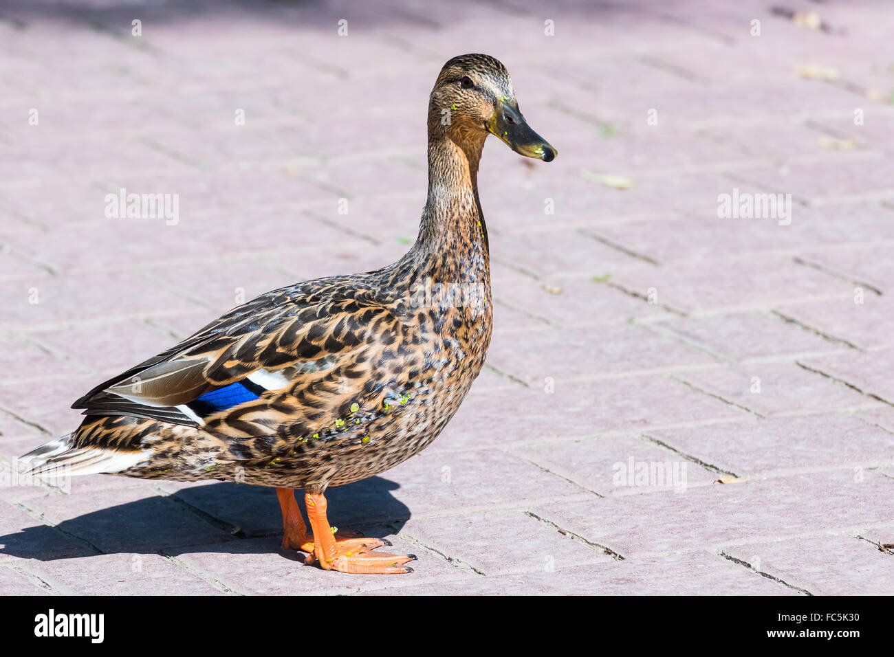 Goes walking hi-res stock photography and images - Alamy