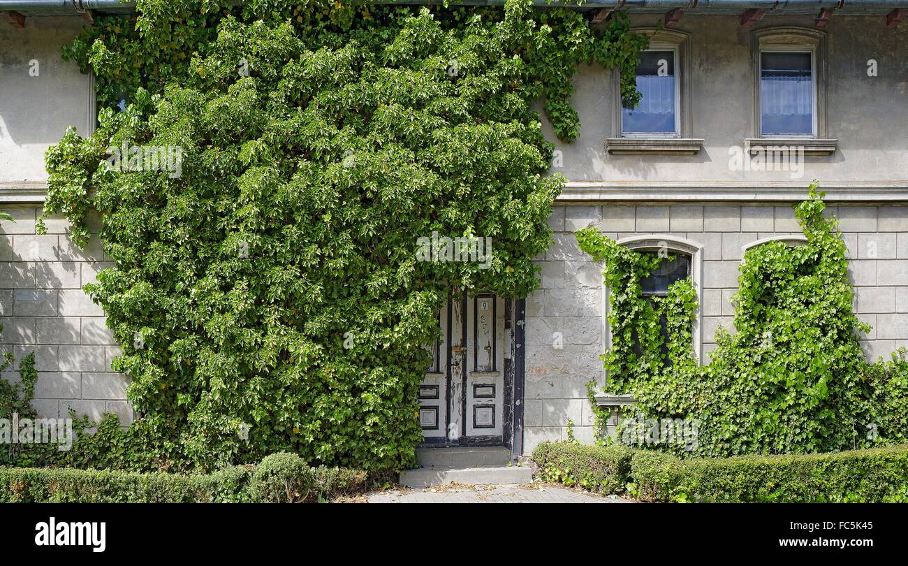 front of a house heavy overgrown by ivy Stock Photo - Alamy