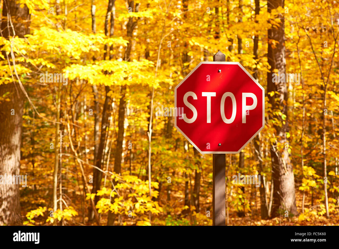 Autumn scene with road and stop sign Stock Photo - Alamy