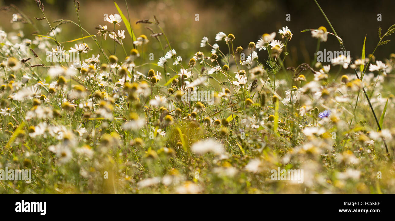 Flush to the ground hi-res stock photography and images - Alamy