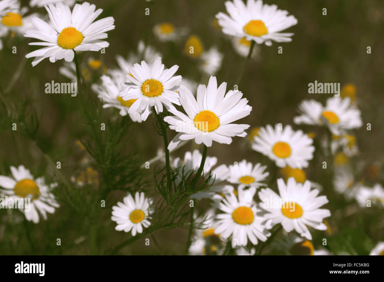Flo background hi-res stock photography and images - Alamy