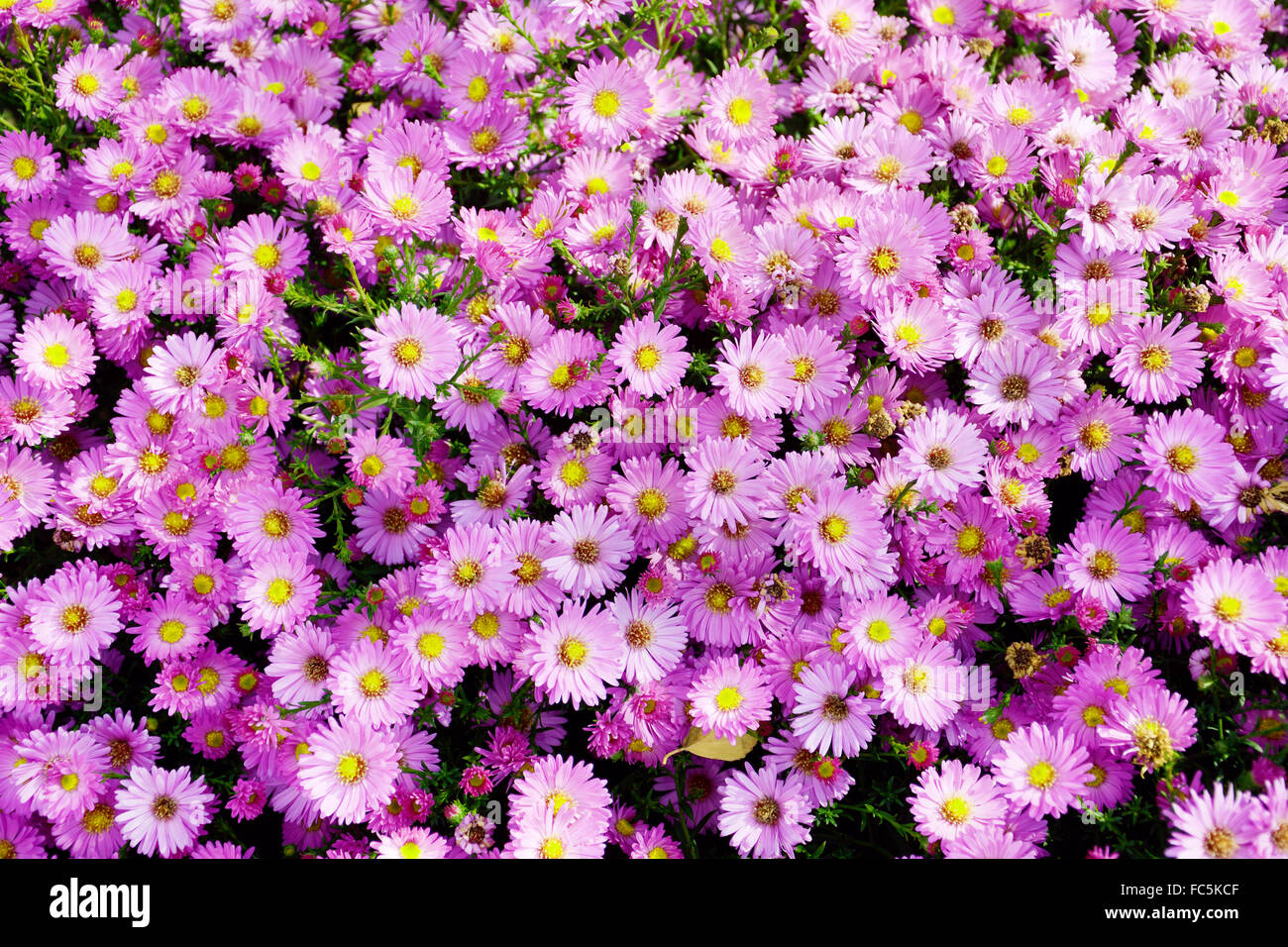 Small garden Astra flowers Stock Photo - Alamy