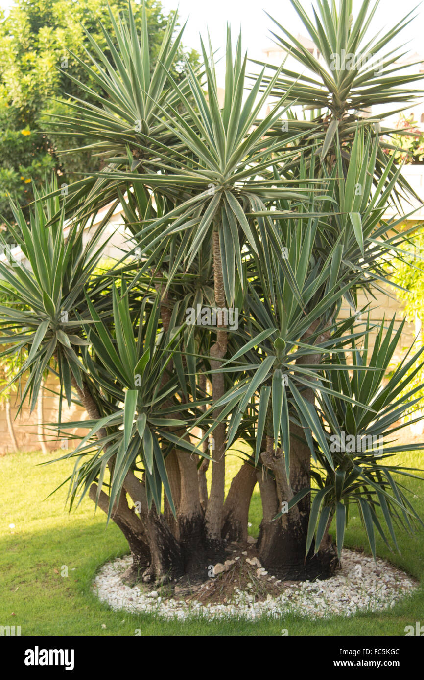 Palm tree watering hi-res stock photography and images - Alamy