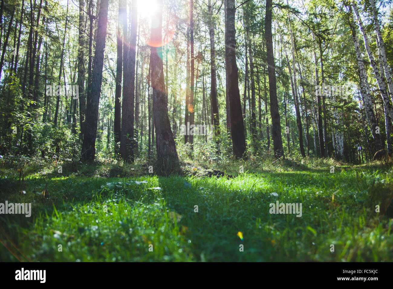 Forest in the early morning Stock Photo - Alamy