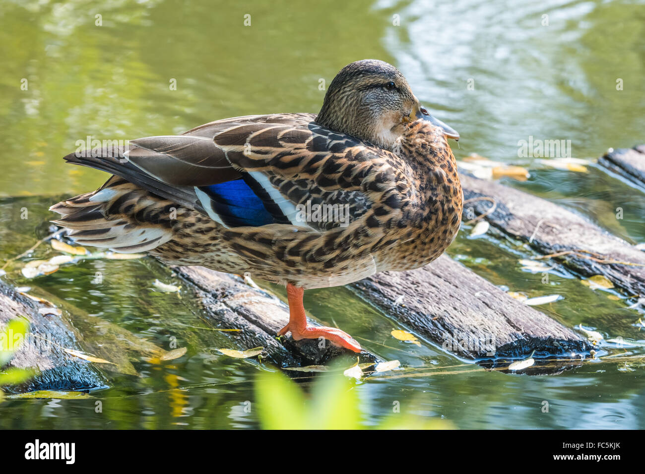 duck on the pond Stock Photo - Alamy