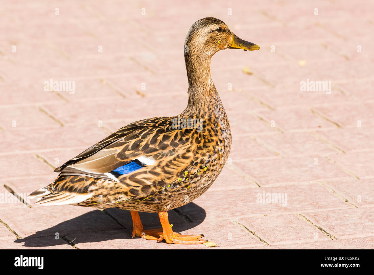 Goes to outside hi-res stock photography and images - Alamy