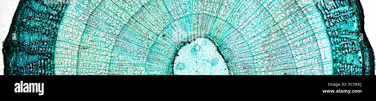 Pine Wood micrograph Stock Photo - Alamy